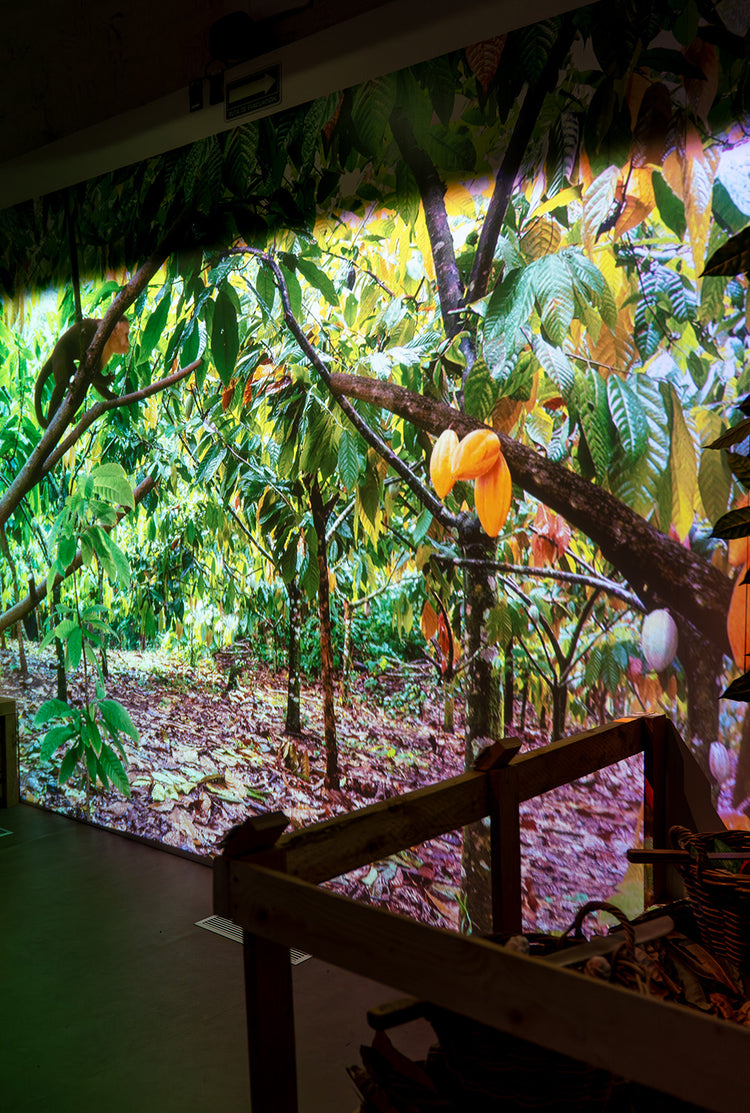 Museo – Choco Story Zocalo